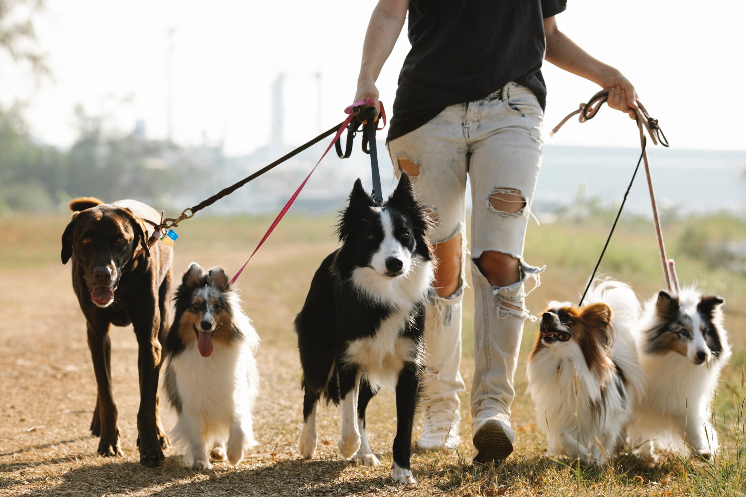 World pet food trends 2023: let's look at the various continents ...