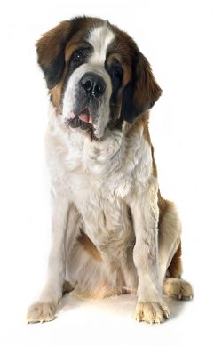 Cane - Adragna Pet Food